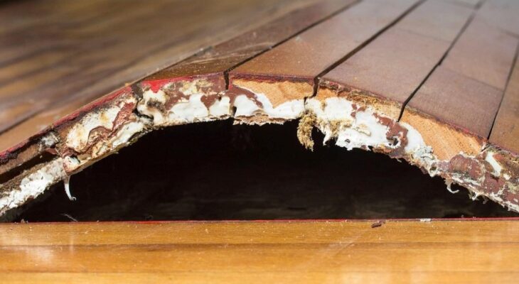 How to Repair Water Damaged Wood - A DIY Guide for Homeowners